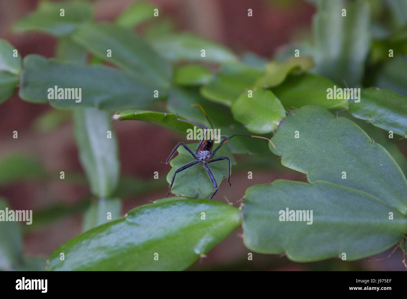 Strange Little Bug Stock Photo - Alamy