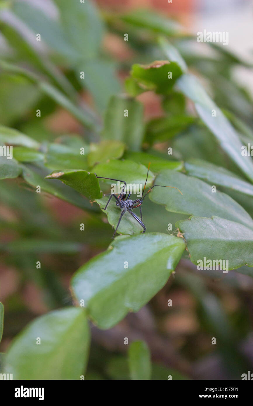 Little bug hi-res stock photography and images - Alamy