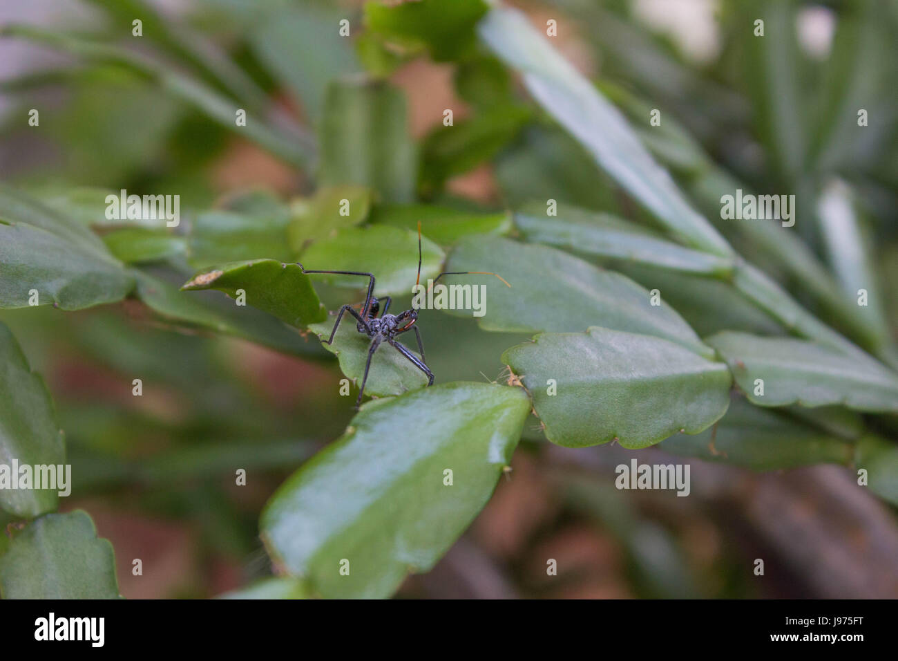 Little bug hi-res stock photography and images - Alamy