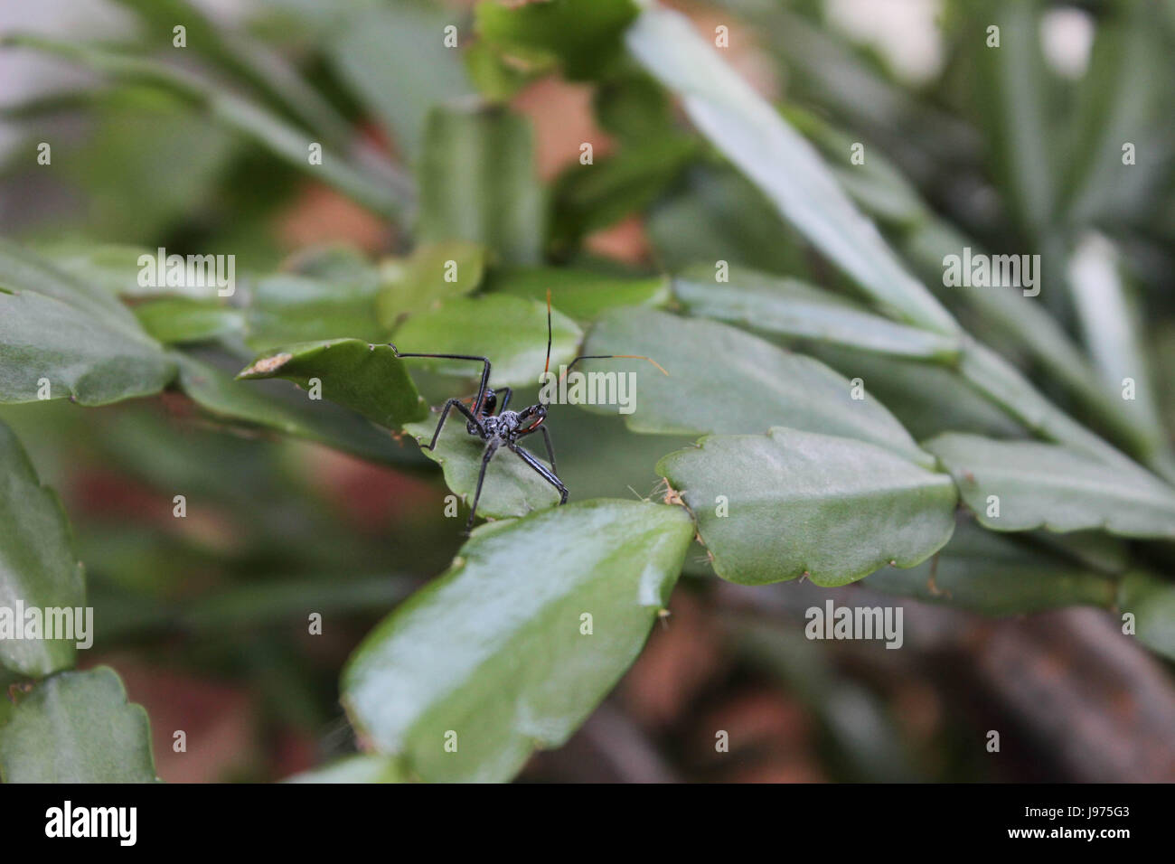 Strange Little Bug Stock Photo - Alamy