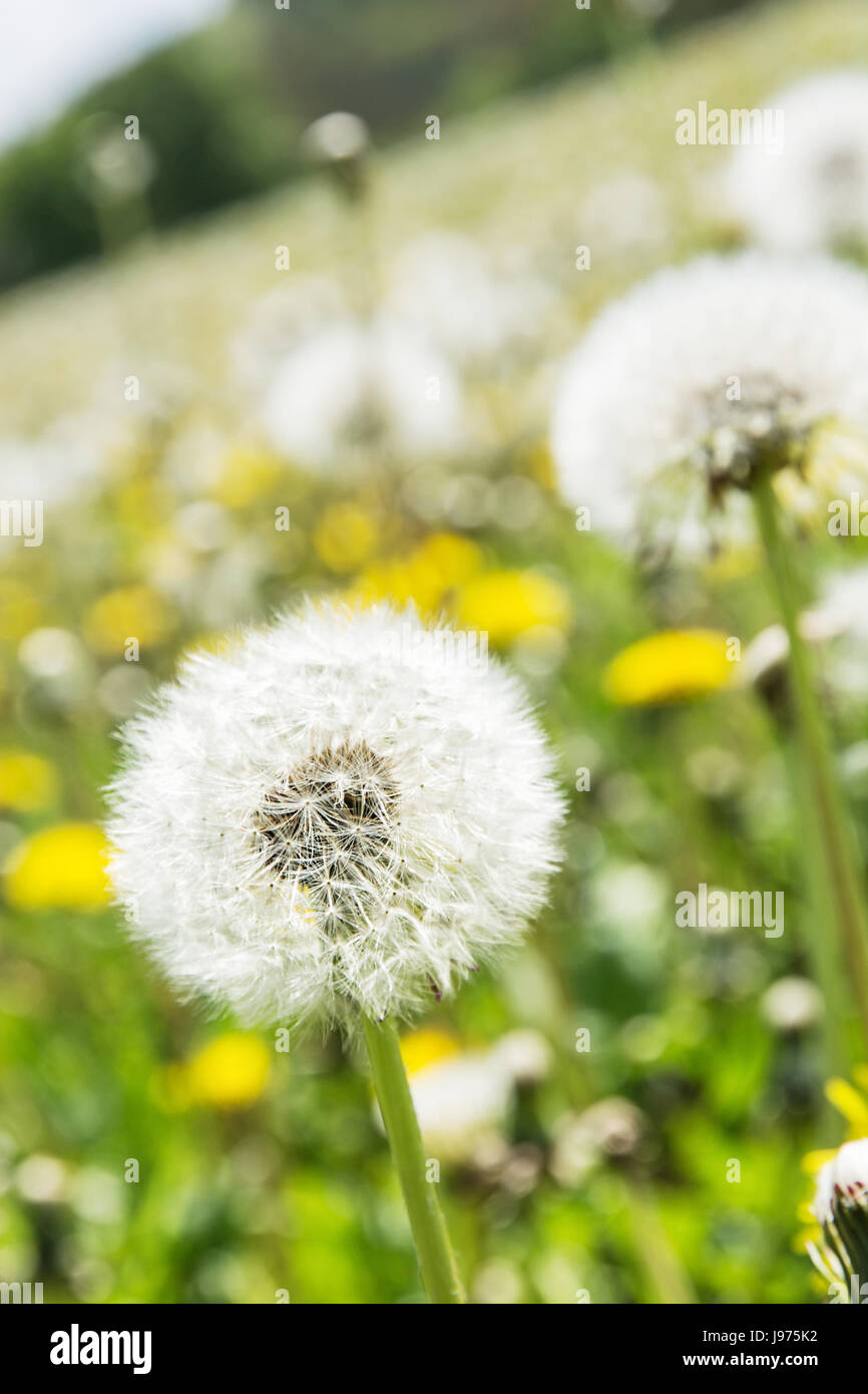 Close up photo of beautiful dandelions in spring meadow. Seasonal ...