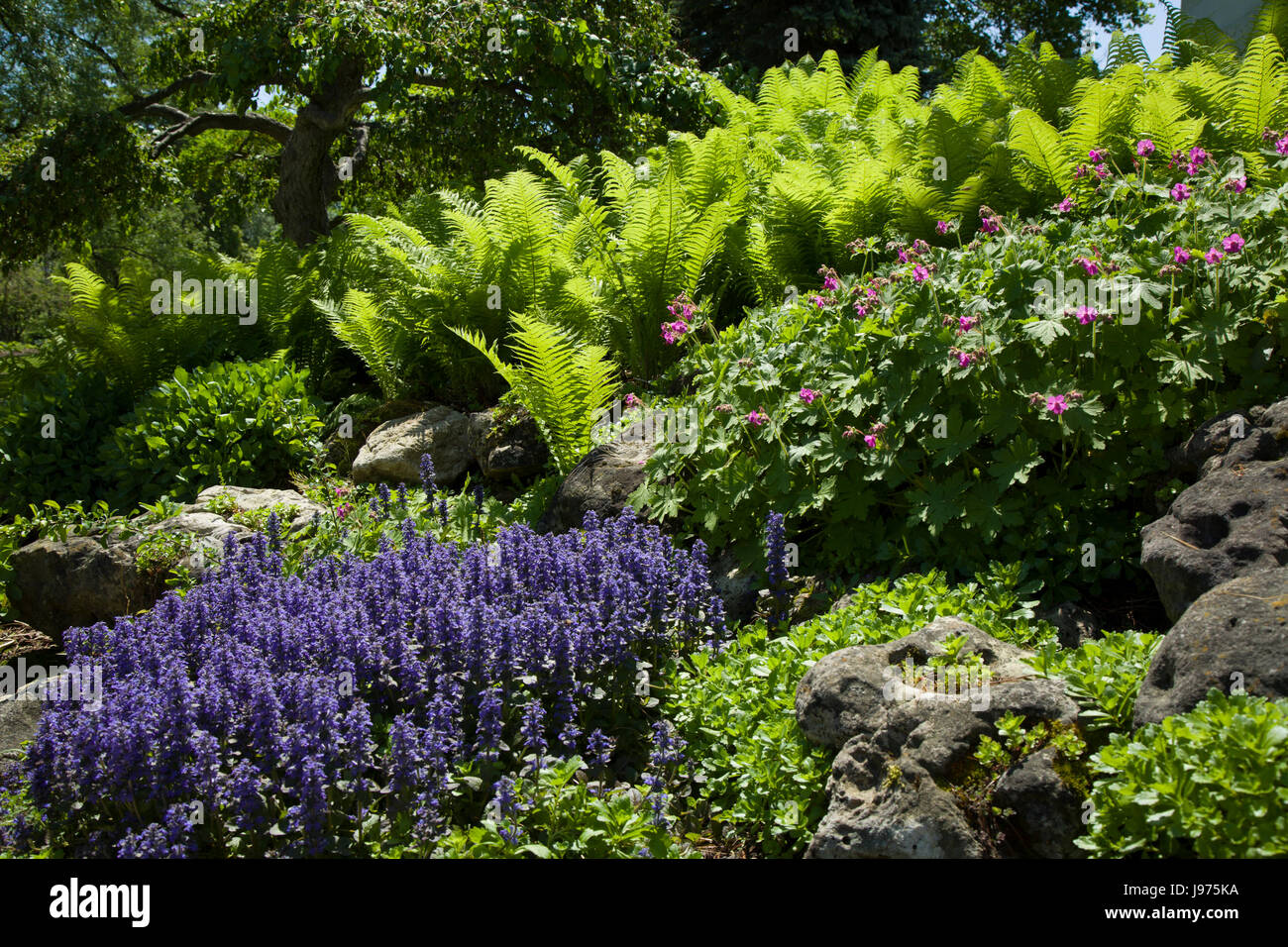 Stocks Flowers Are They Perennials at Mary Chute blog