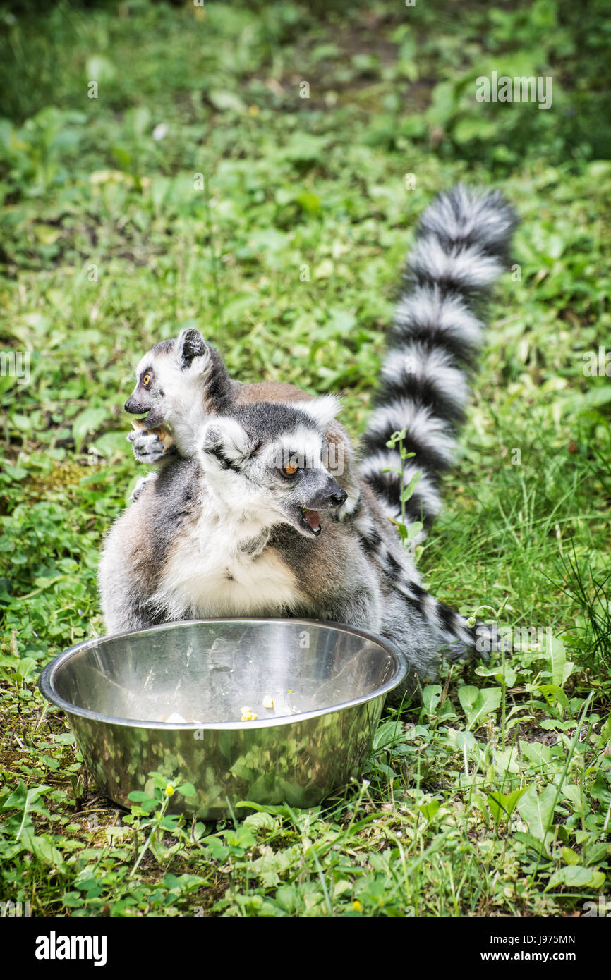 Ring-tailed lemur - Lemur catta - with cub are fed from the bowl ...