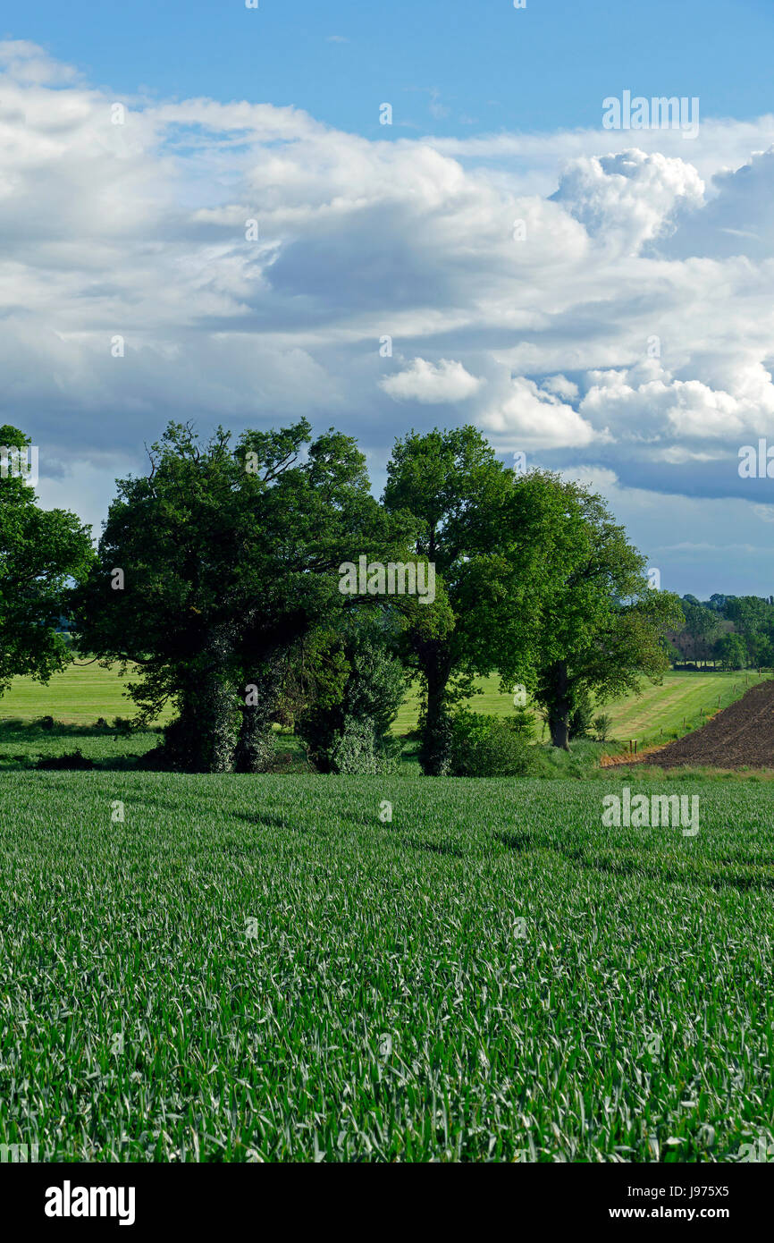 Farmland in spring (may), cultivated fields, field of wheat (North ...