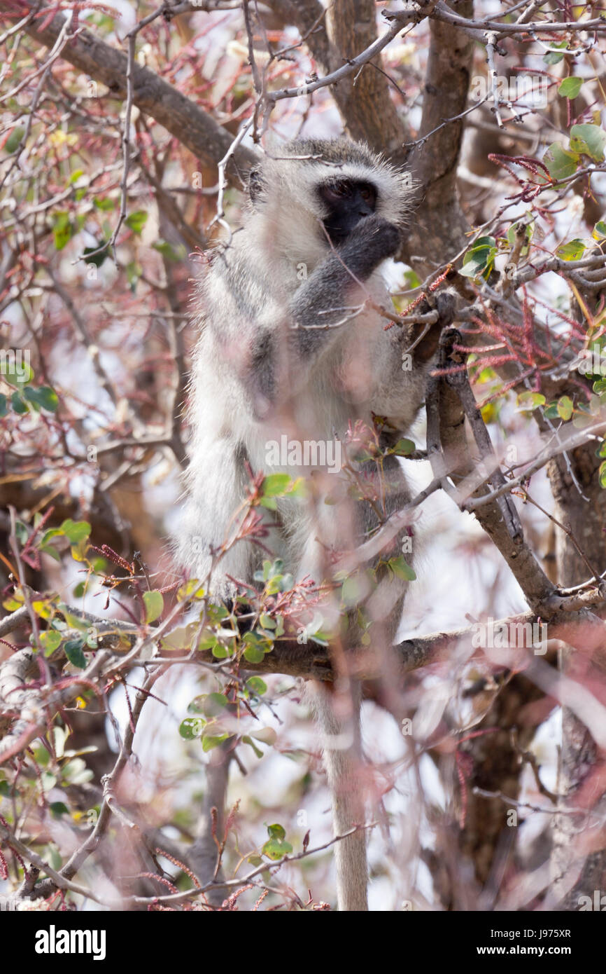Masked monkey hi-res stock photography and images - Alamy