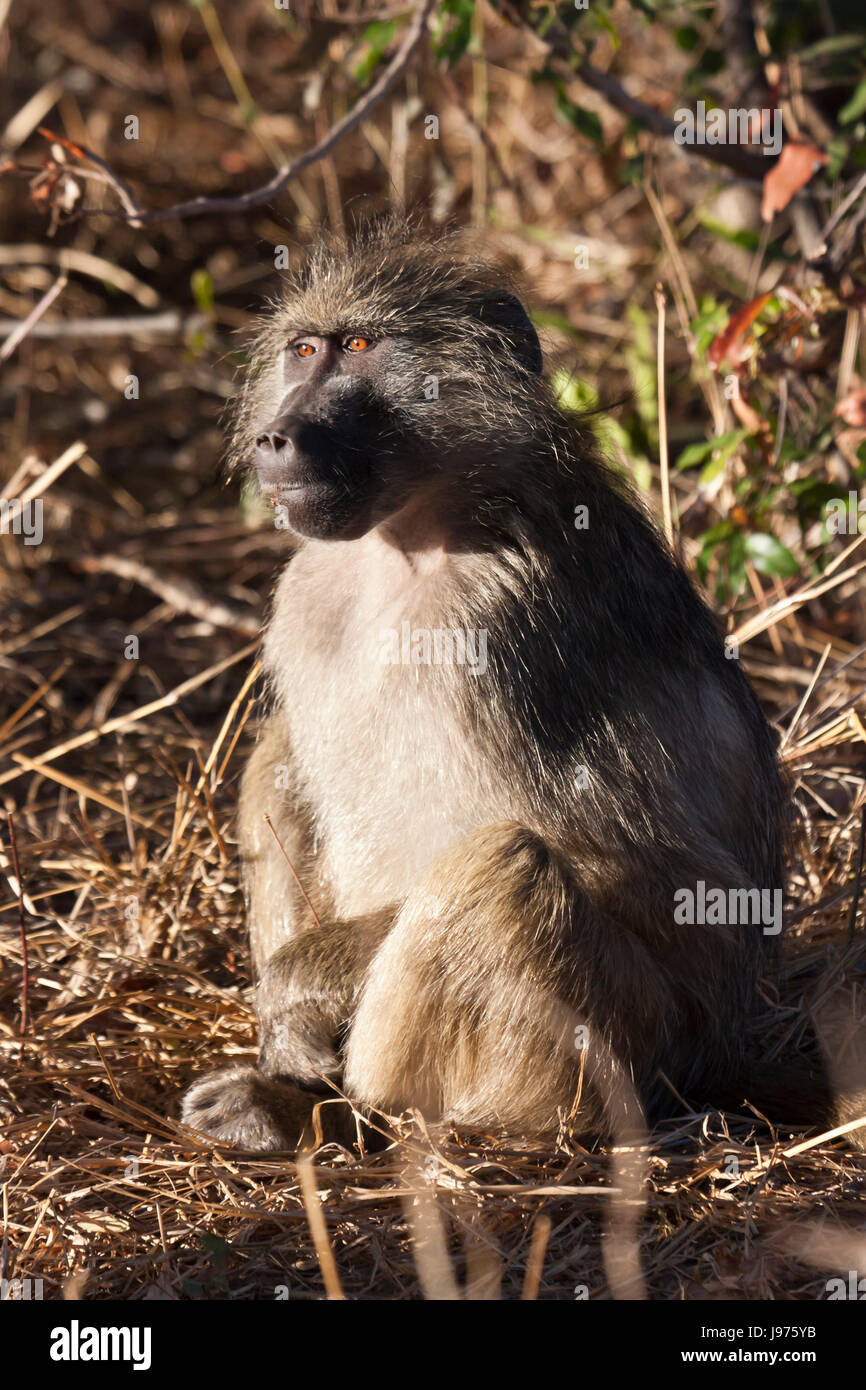 Wildes tierfoto hi-res stock photography and images - Alamy