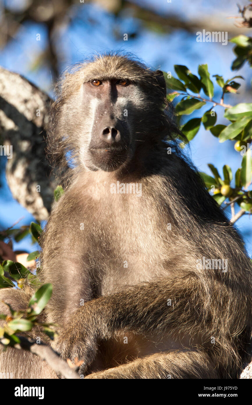 Ionalpark hi-res stock photography and images - Alamy