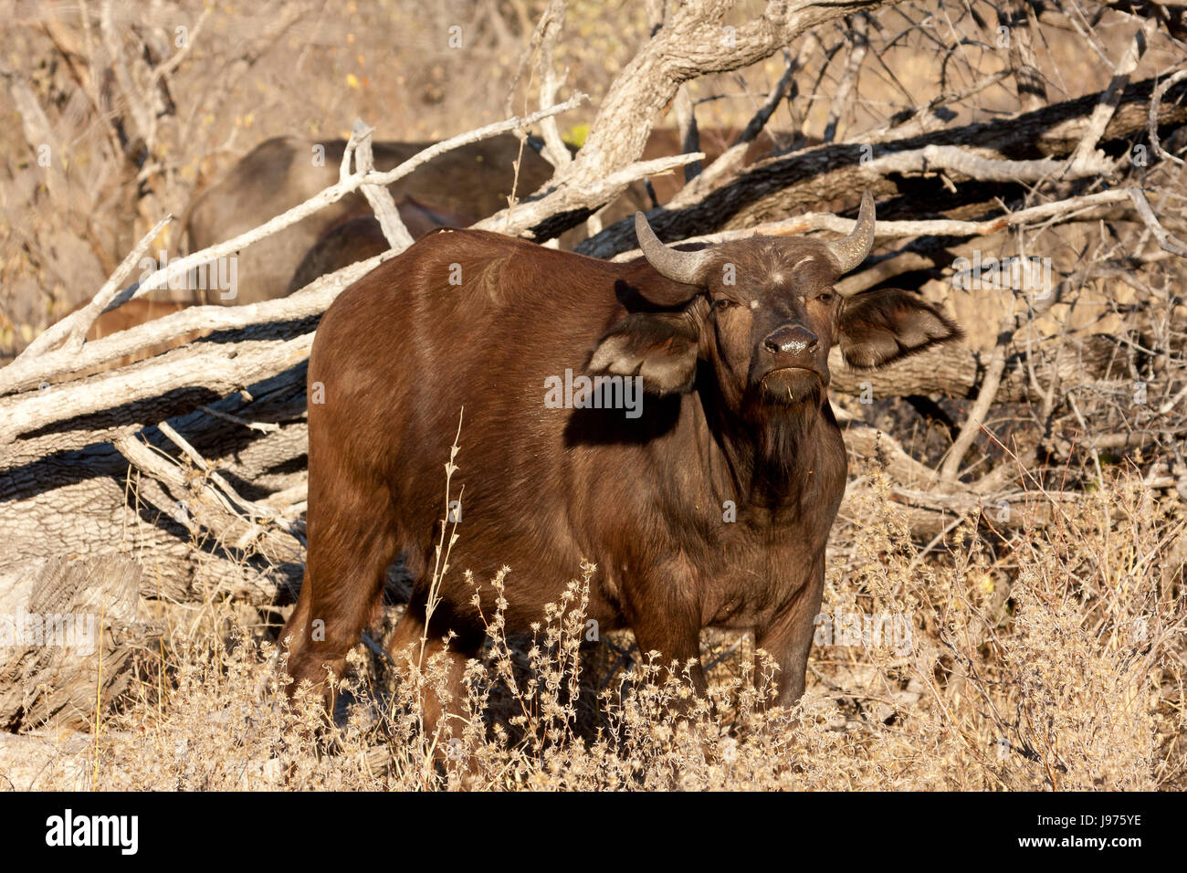 wild, horizontal, step, tier, single, wild, africa, horn, horizontal ...