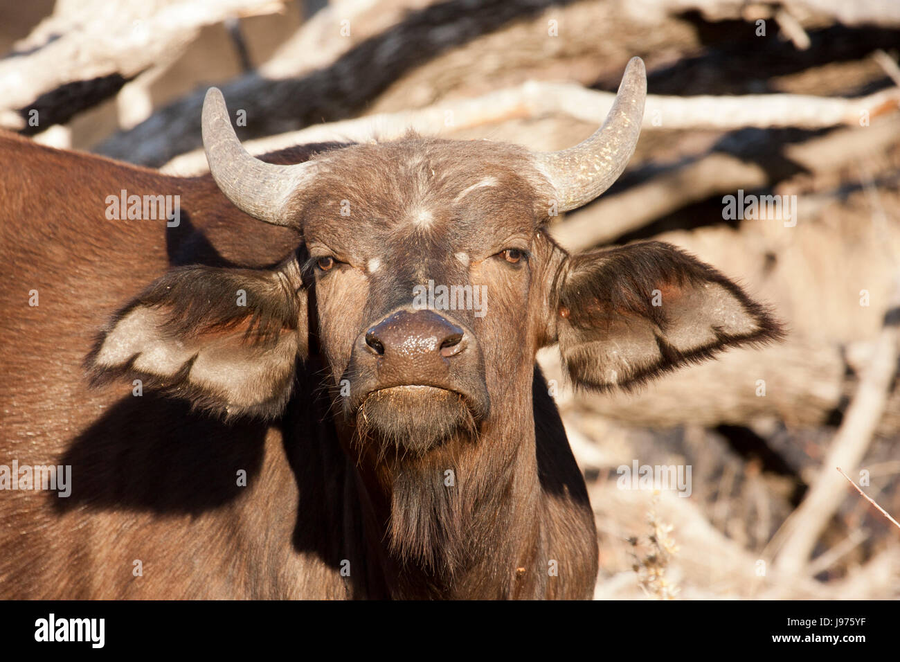 wild, horizontal, step, tier, single, wild, africa, horn, horizontal ...