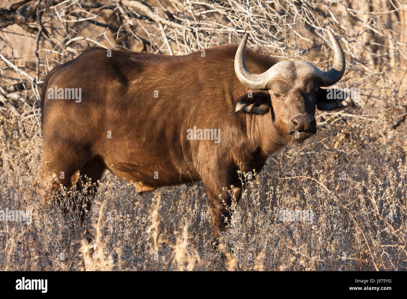 wild, horizontal, step, tier, single, wild, africa, horn, horizontal ...