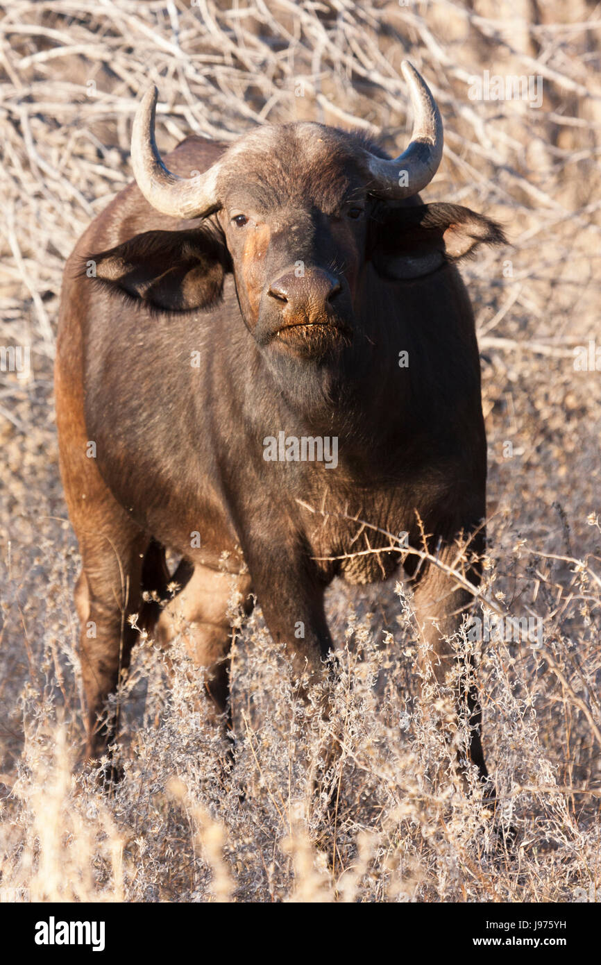 african buffalo (syncerus caffer Stock Photo - Alamy african buffalo (syncerus caffer Stock Photo - Alamy