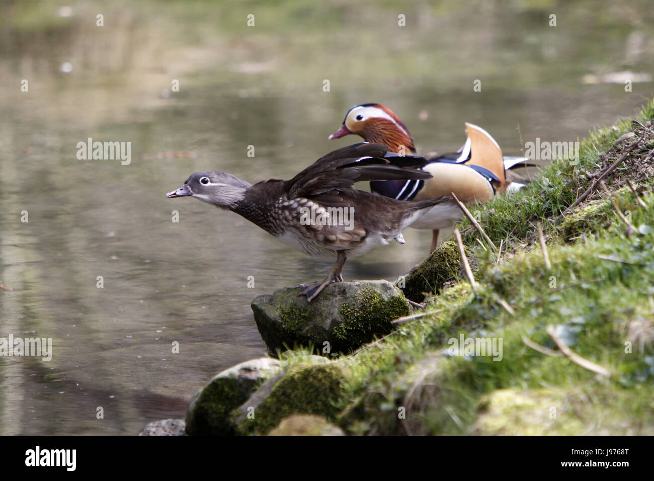 wood ducks (pair Stock Photo - Alamy