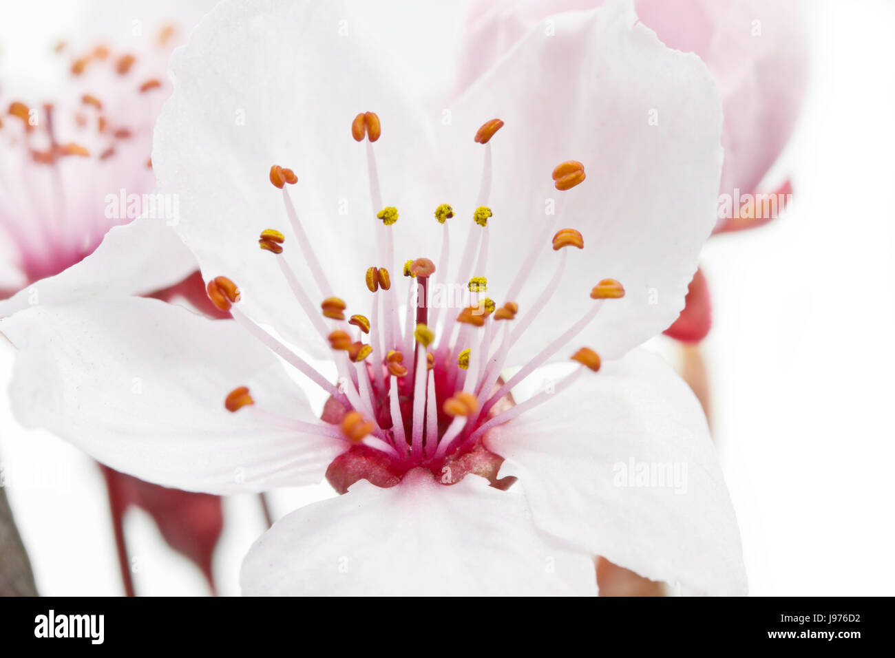 flowering of blutpflaume (prunus cerasifera nigra Stock Photo - Alamy
