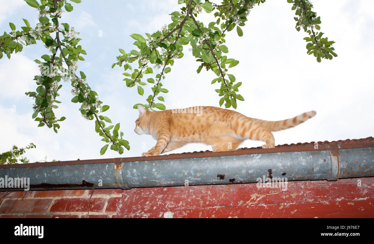 cat on the roof Stock Photo - Alamy