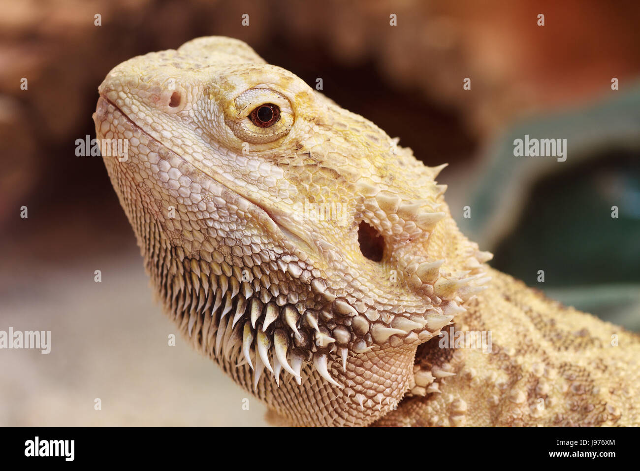 Farbbartagame hi-res stock photography and images - Alamy