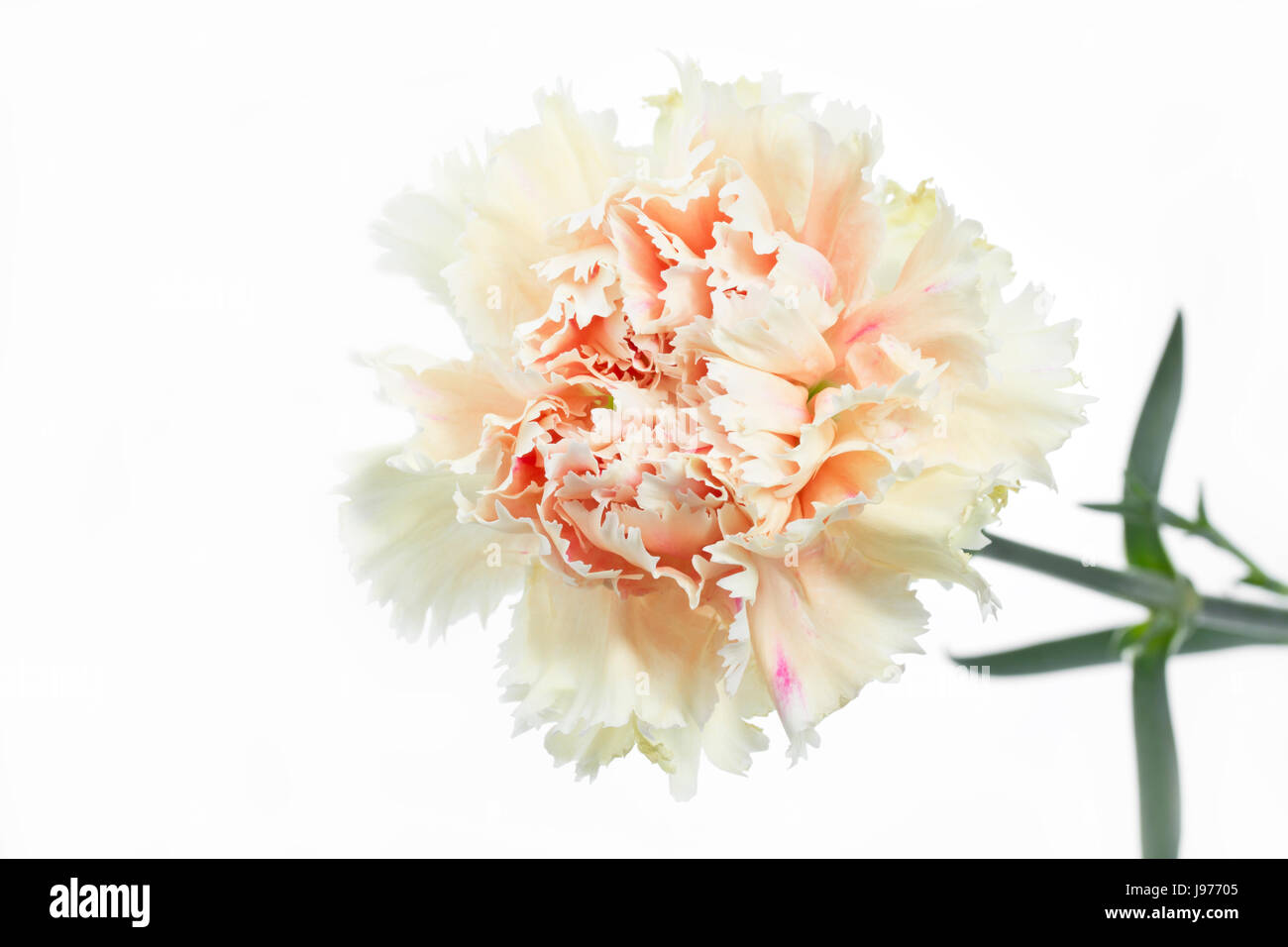 cream-colored carnation (dianthus) on white background Stock Photo - Alamy