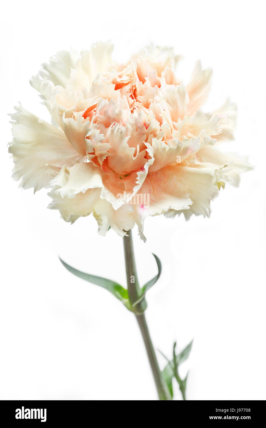 Cream colored card Cut Out Stock Images & Pictures - Alamy