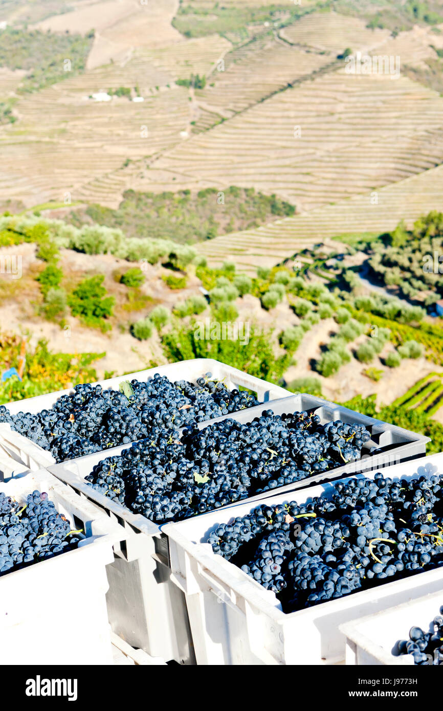agriculture, farming, vineyard, portugal, wineyard, agriculture ...