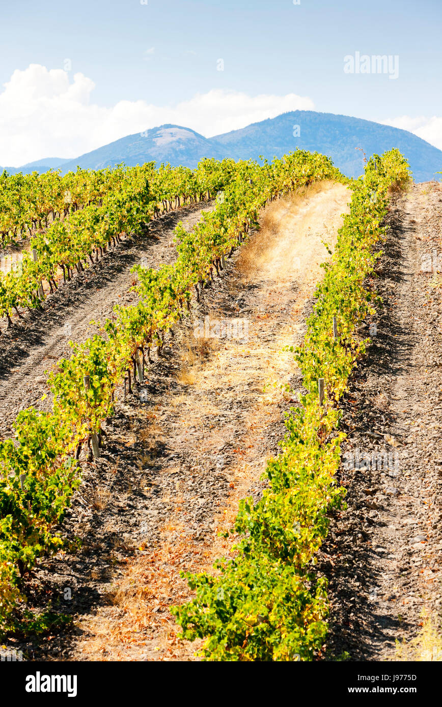 agriculture, farming, vineyard, wineyard, arrangement, agriculture ...