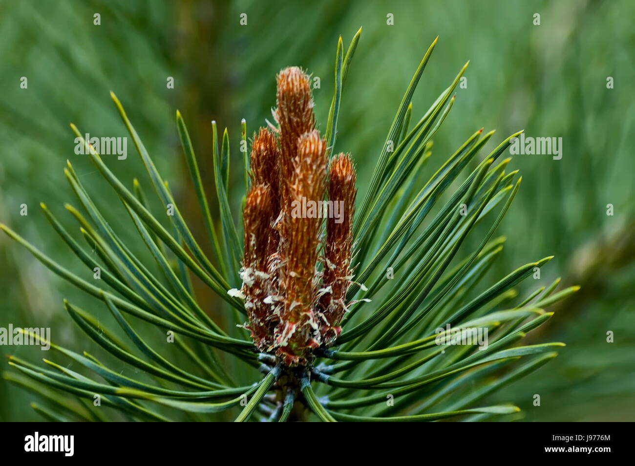 Pine or pinus tree branch with new tip in springtime, Plana mountain ...