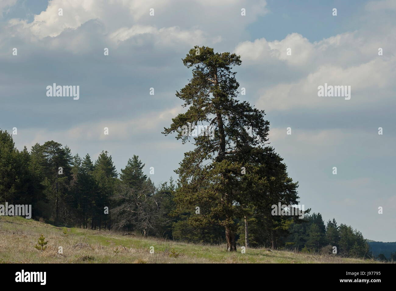 Majestic spring pine-tree, fresh glade with different grass and blossom ...