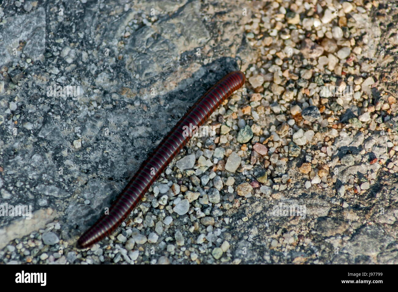 Earth worm on stone road in springtime at Plana mountain, Bulgaria ...