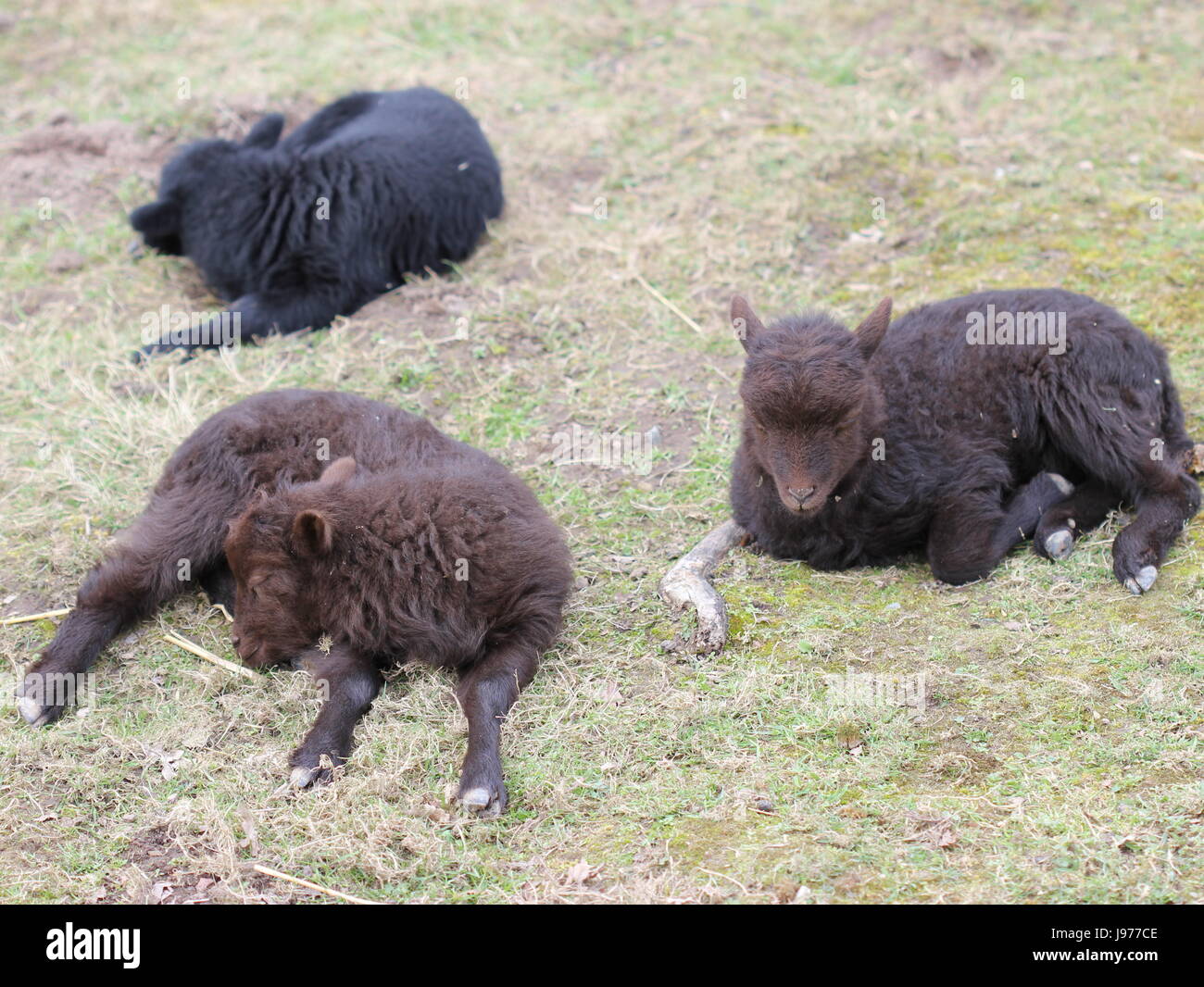 Breton dwarf sheep hi-res stock photography and images - Alamy