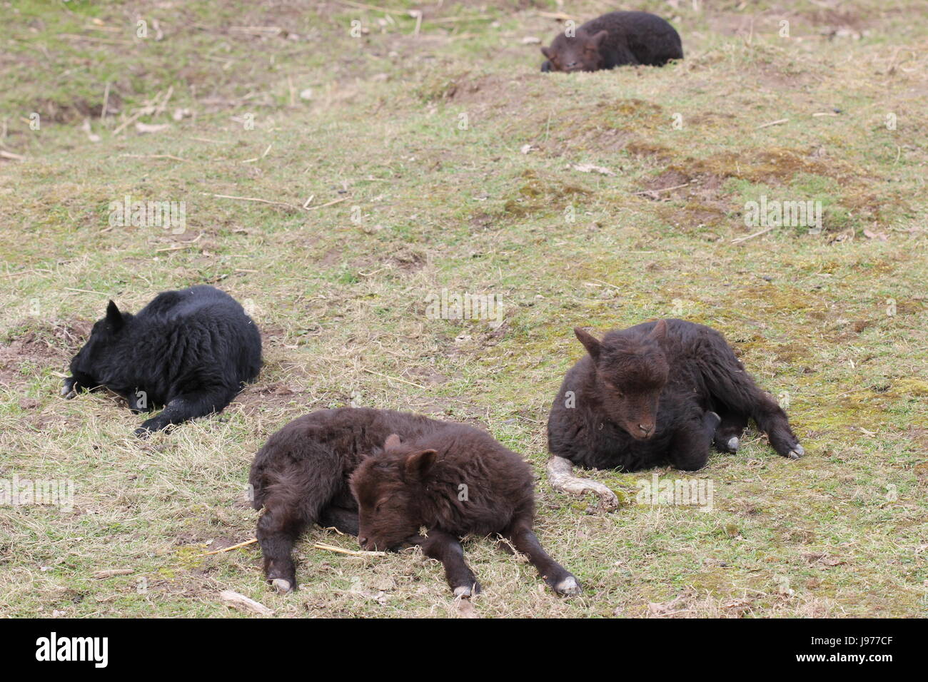 four sleeping dwarf sheep lambs in tierpark sababurg Stock Photo - Alamy