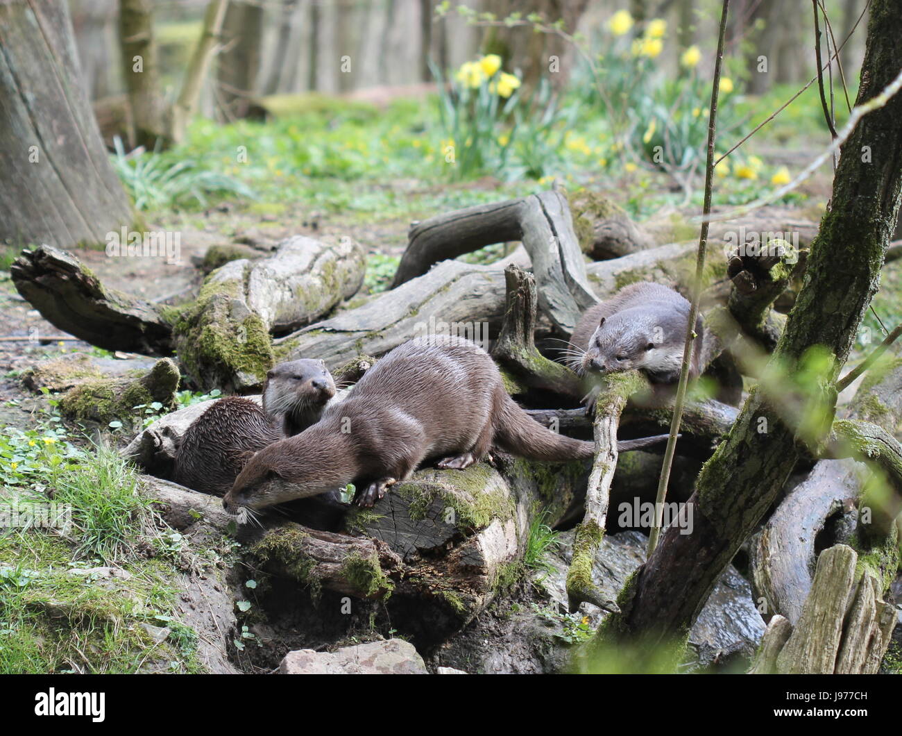 three otters in tierpark sababurg Stock Photo - Alamy