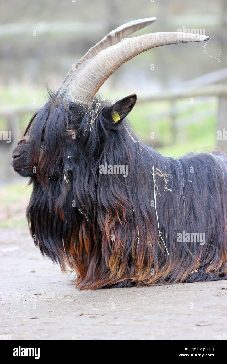 shaggy black-necked goat in tierpark sababurg Stock Photo - Alamy