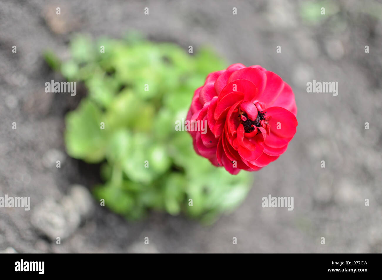 Red buttercup closeup or Ranunculus flower at spring Stock Photo - Alamy