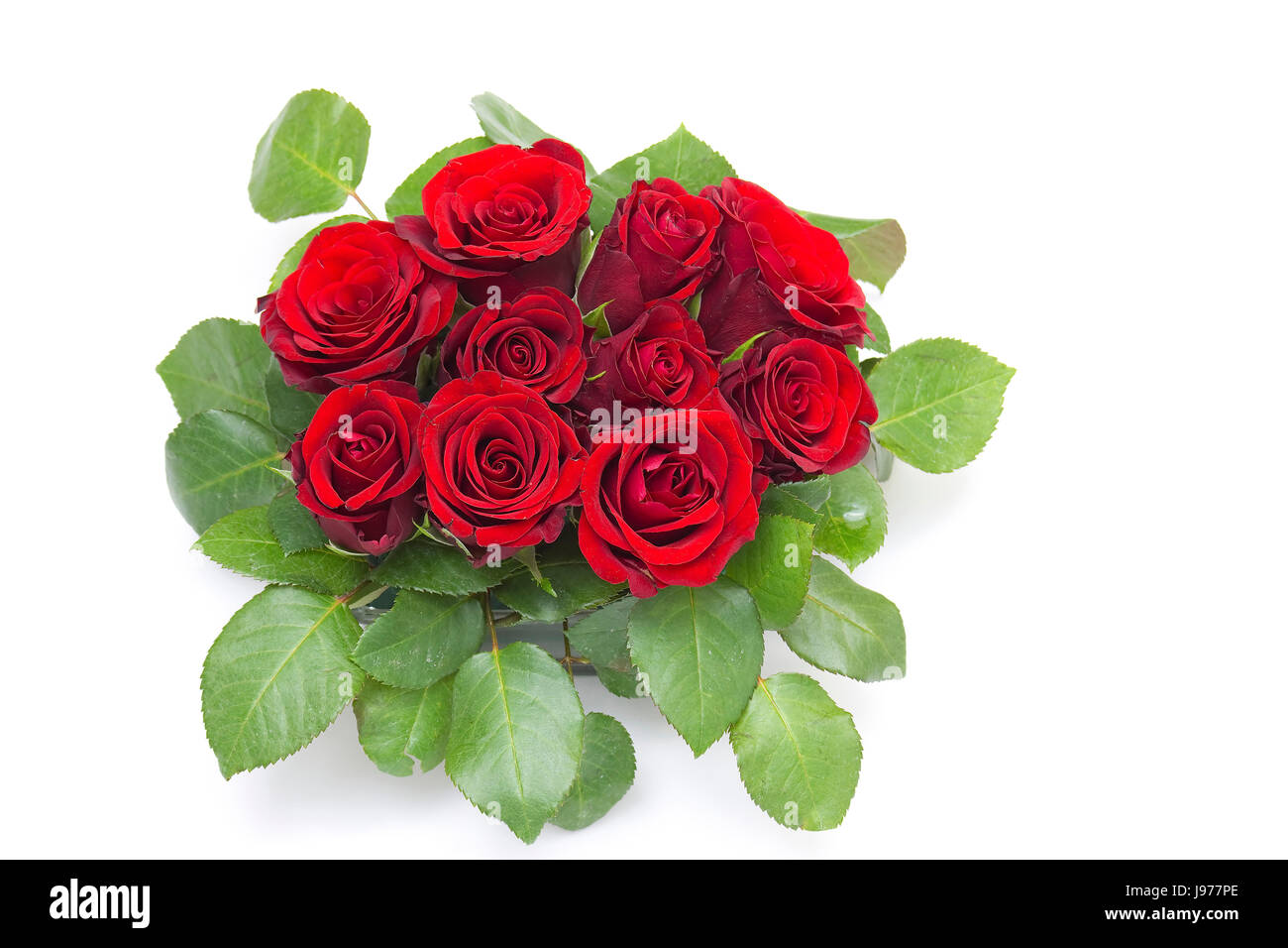 flower, rose, plant, rot, gesture, present, beautiful, beauteously ...