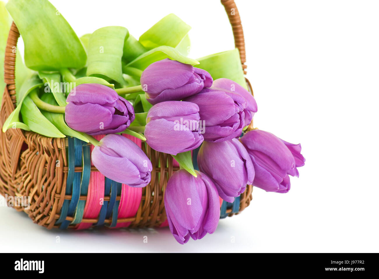 beautiful, beauteously, nice, leaf, isolated, flower, plant, bloom ...