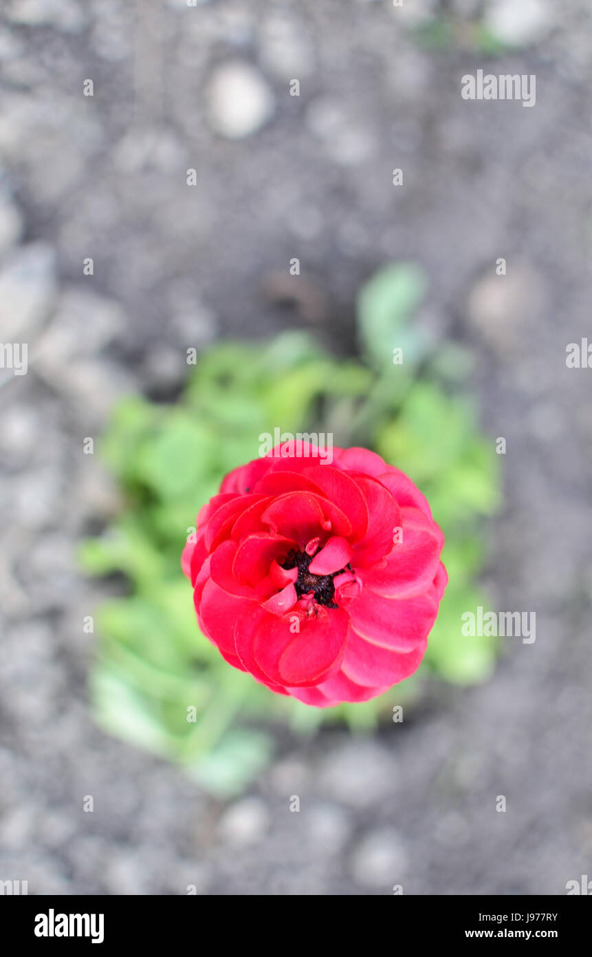 Red buttercup hi-res stock photography and images - Alamy