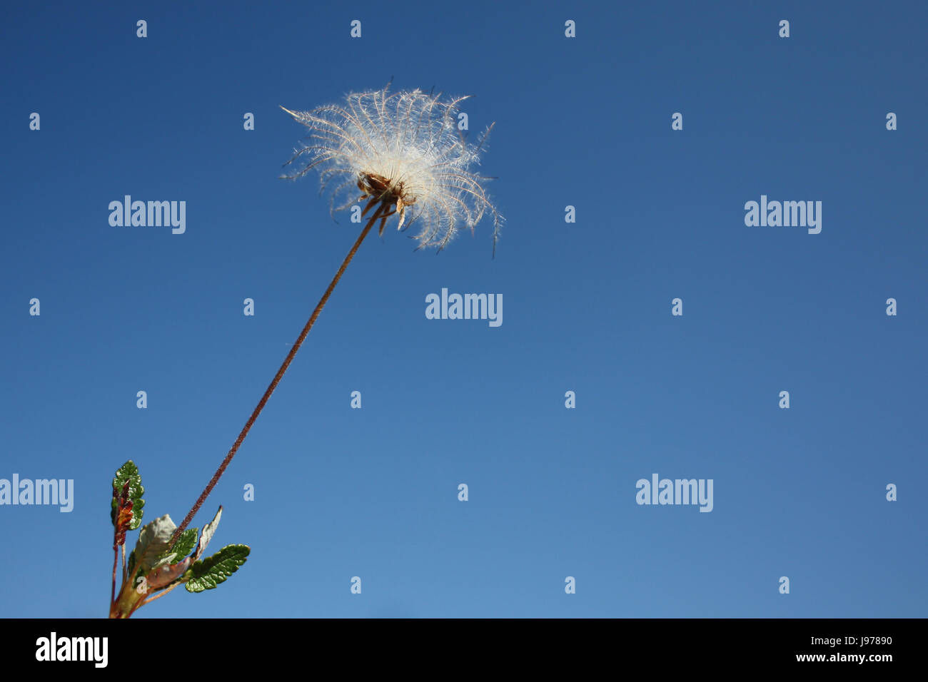 flower, plant, bloom, blossom, flourish, flourishing, coloured ...