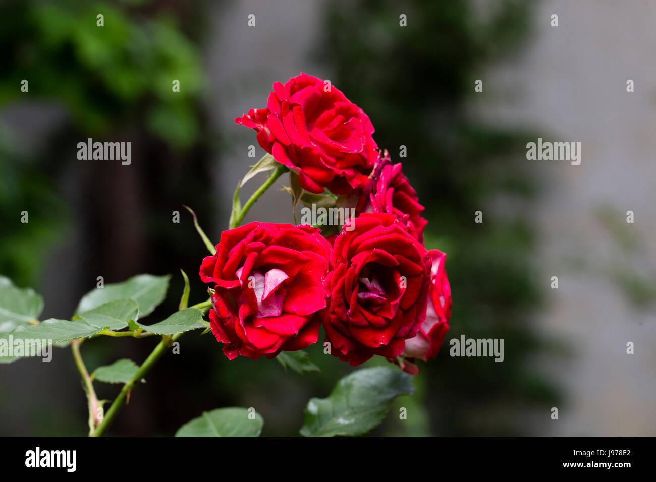 Branch of red rose. Red roses as a natural and holidays background ...