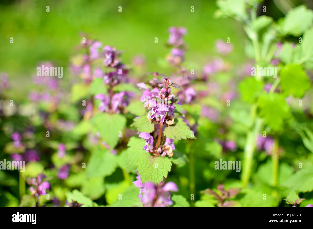 Princess nettle blooming with purple flowers at spring background Stock ...