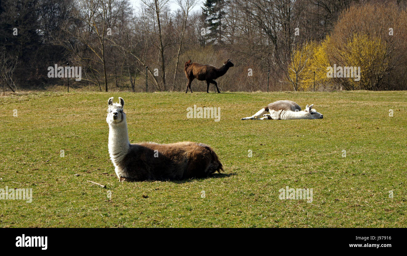 a herd llamas,amerang,bavaria Stock Photo - Alamy