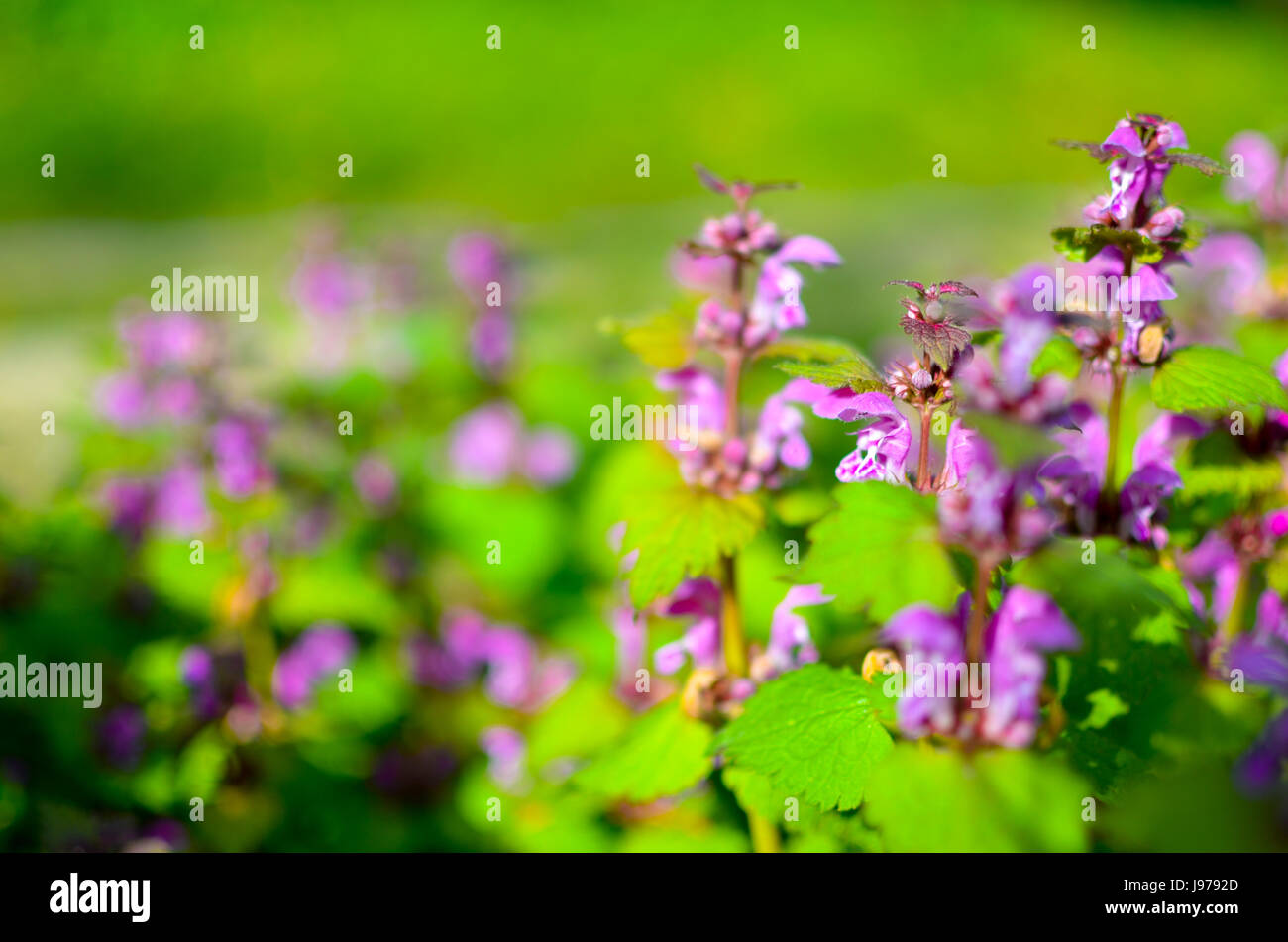 Princess nettle blooming with purple flowers at spring background Stock ...