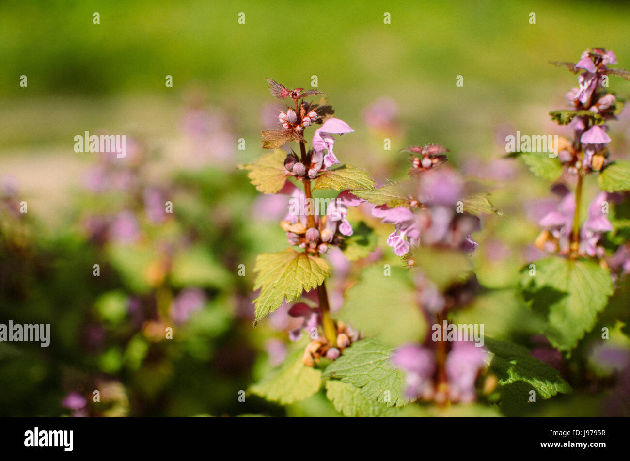 Princess nettle blooming with purple flowers at spring background Stock ...