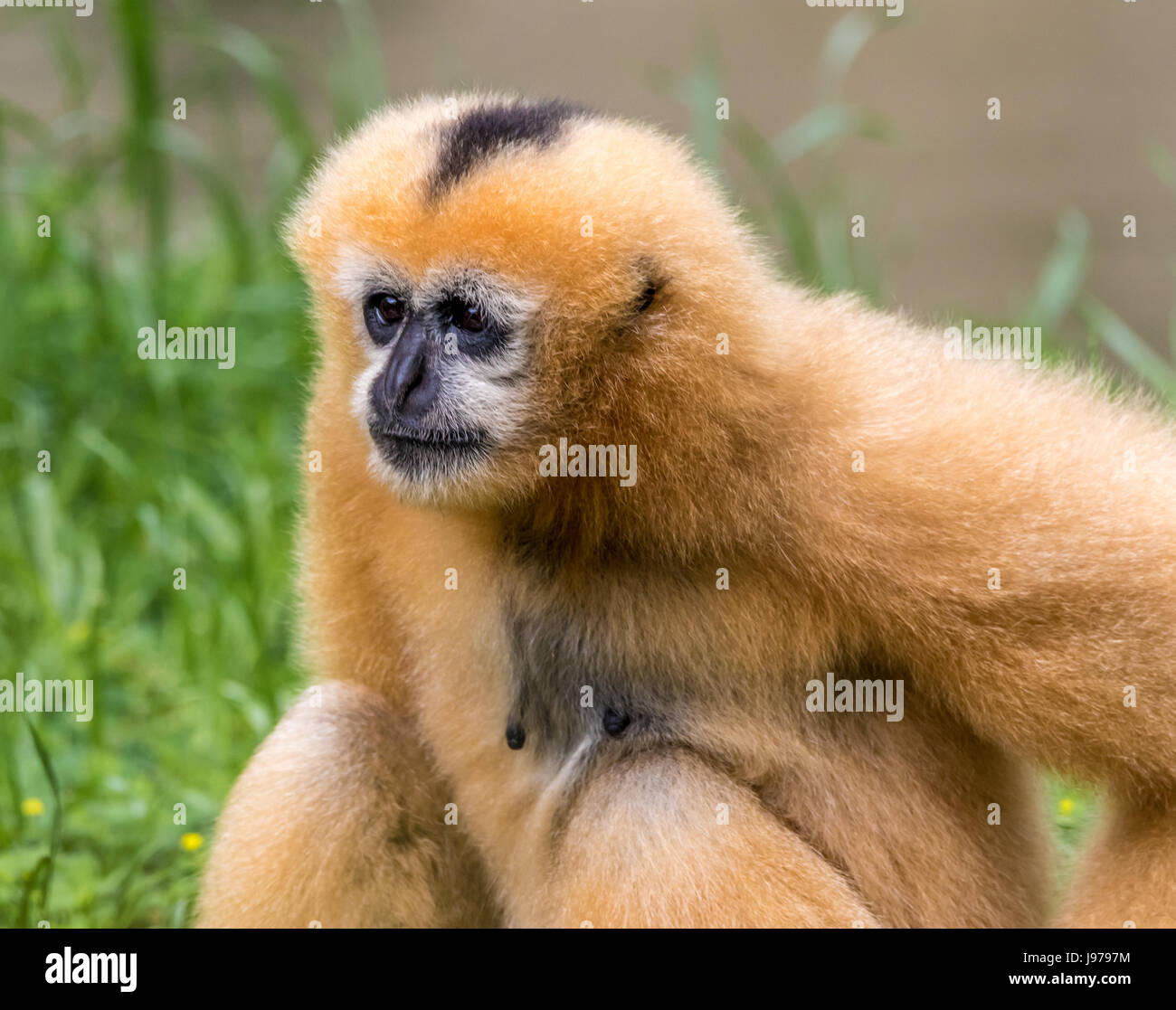 Gibbon monkey hi-res stock photography and images - Alamy