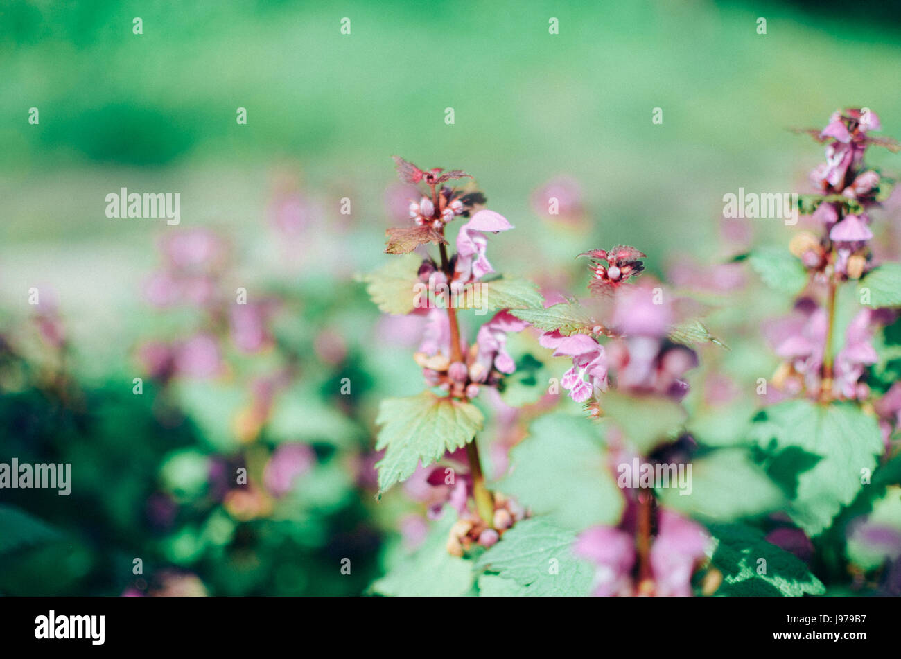 Princess nettle blooming with purple flowers at spring background Stock ...