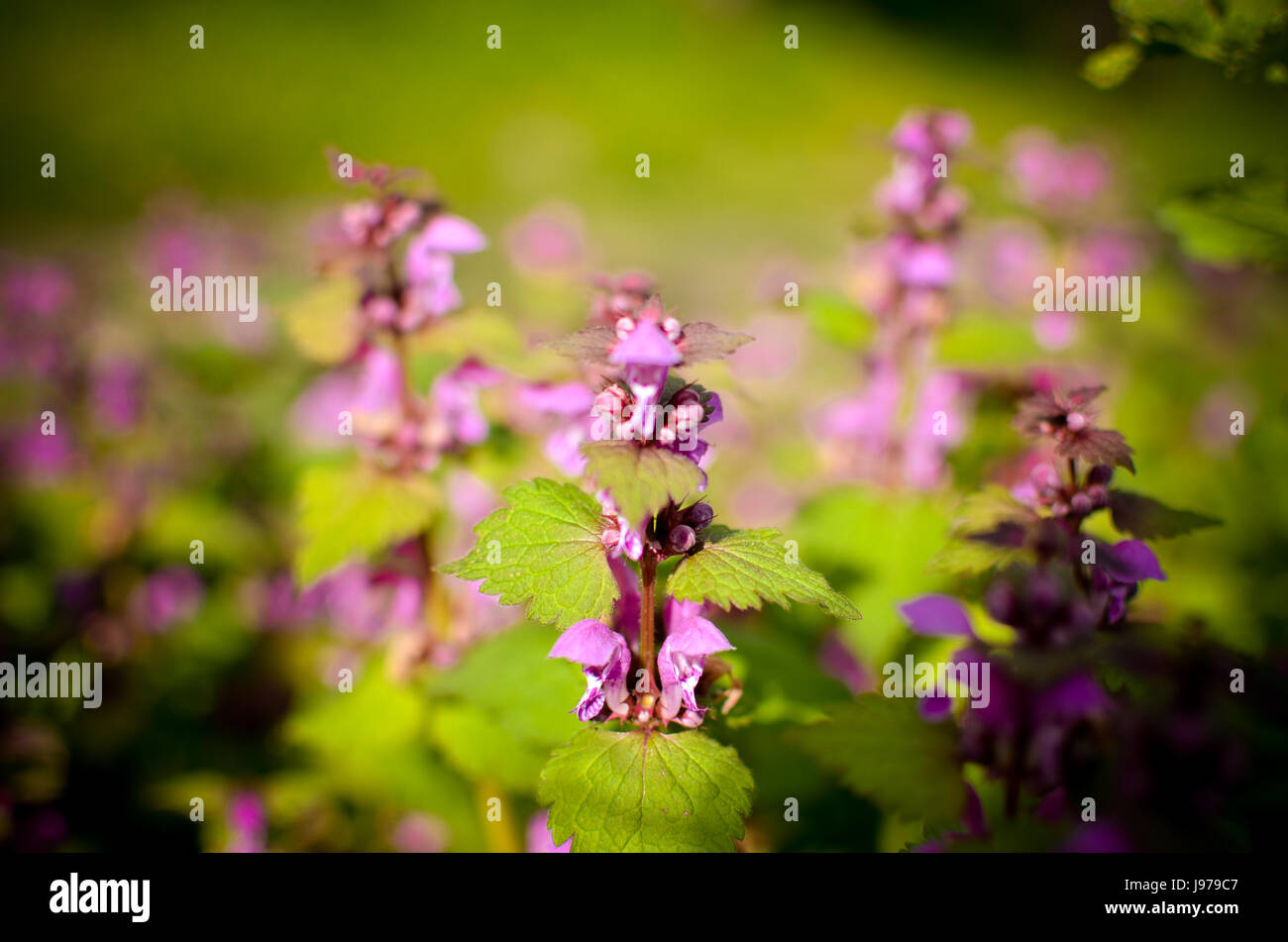 Princess nettle blooming with purple flowers at spring background Stock ...