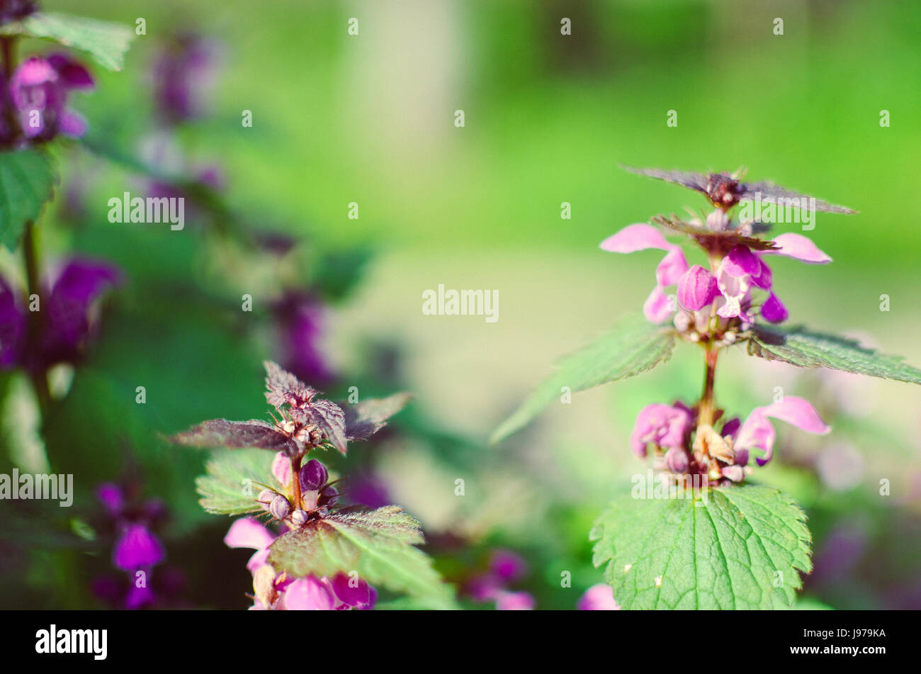 Princess nettle blooming with purple flowers at spring background Stock ...