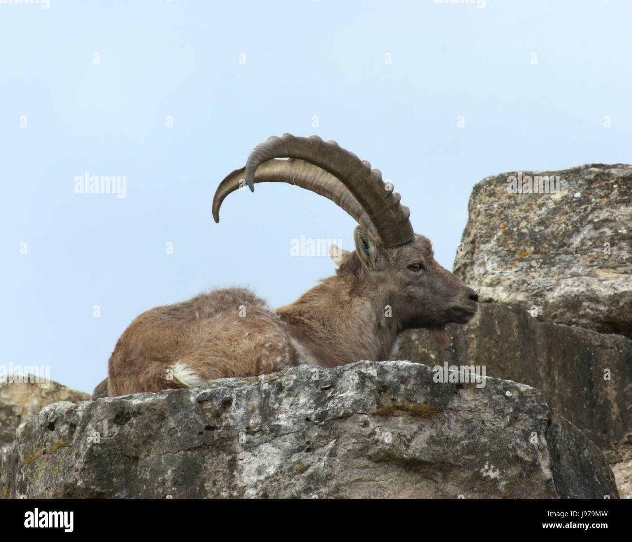 resting alpine ibex Stock Photo - Alamy