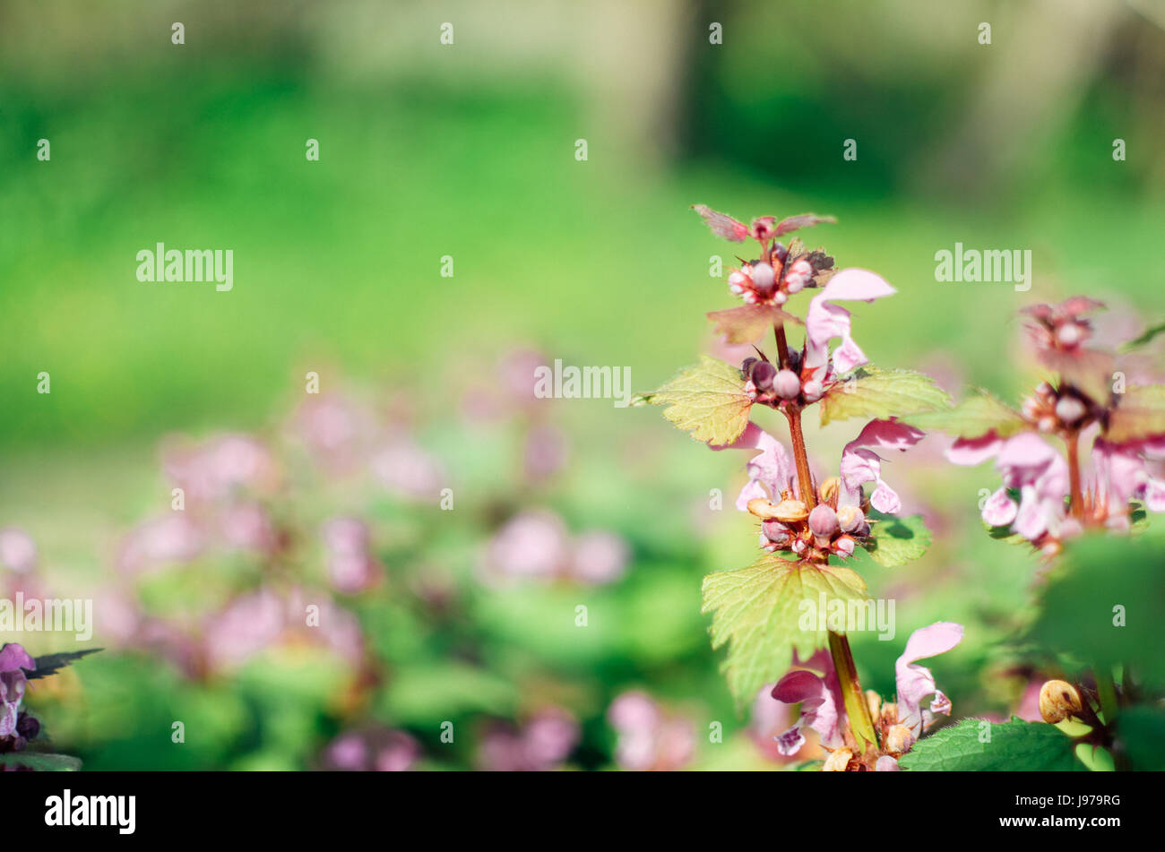 Princess nettle blooming with purple flowers at spring background Stock ...