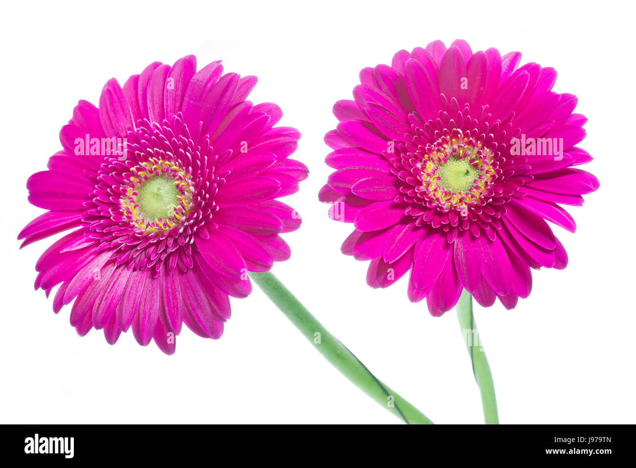 single gerbera on a white background Stock Photo - Alamy
