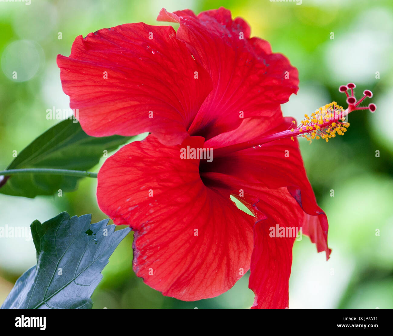 Red hanging hibiscus flower hi-res stock photography and images - Alamy