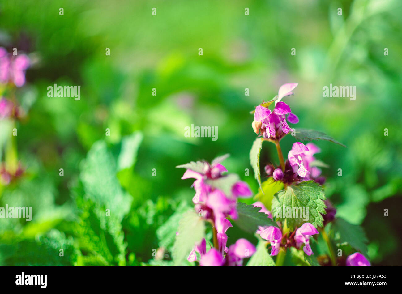 Princess nettle blooming with purple flowers at spring background Stock ...