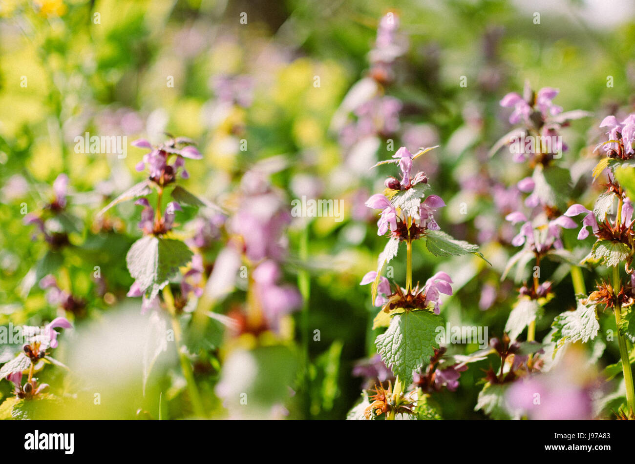 Princess nettle blooming with purple flowers at spring background Stock ...